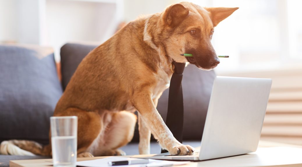 dog | American Modern Insurance Group